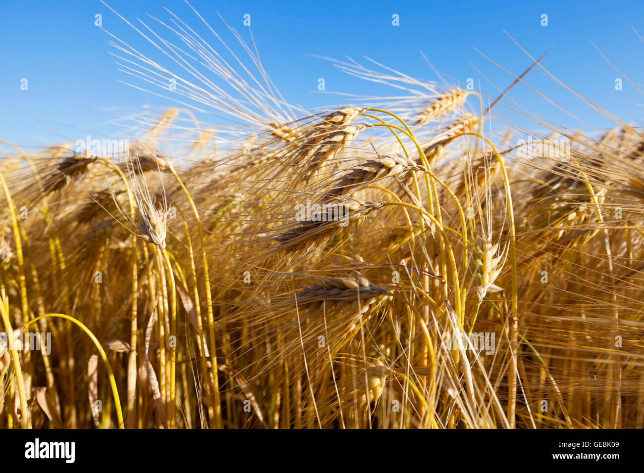 farm field cereals Stock Photo - Alamy