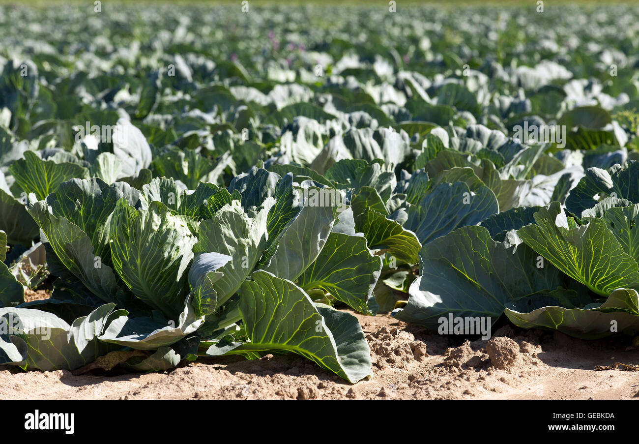 Field of cabbage, spring Stock Photo - Alamy