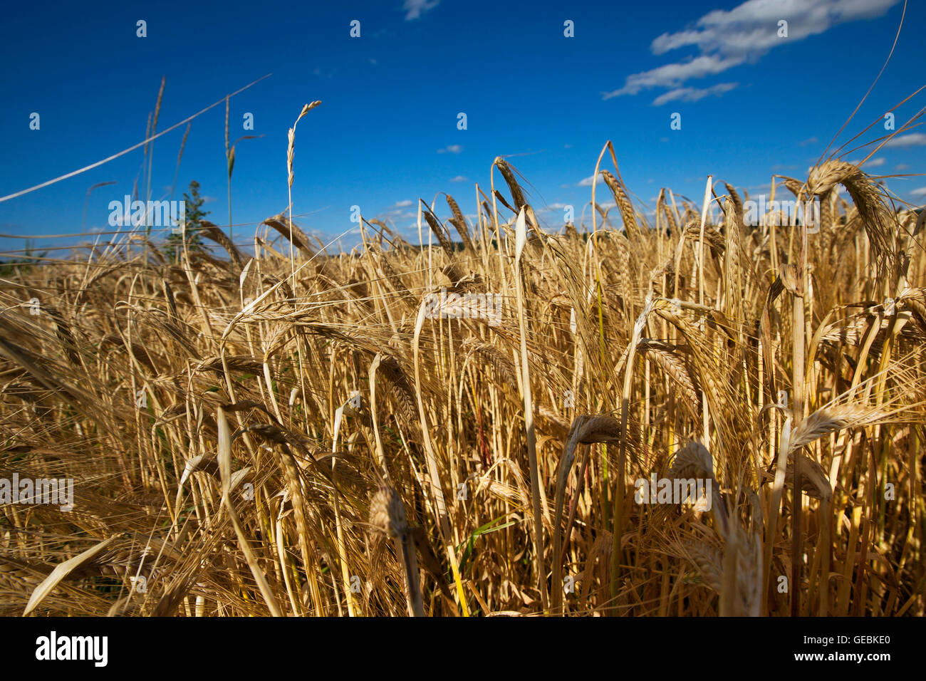 farm field cereals Stock Photo - Alamy
