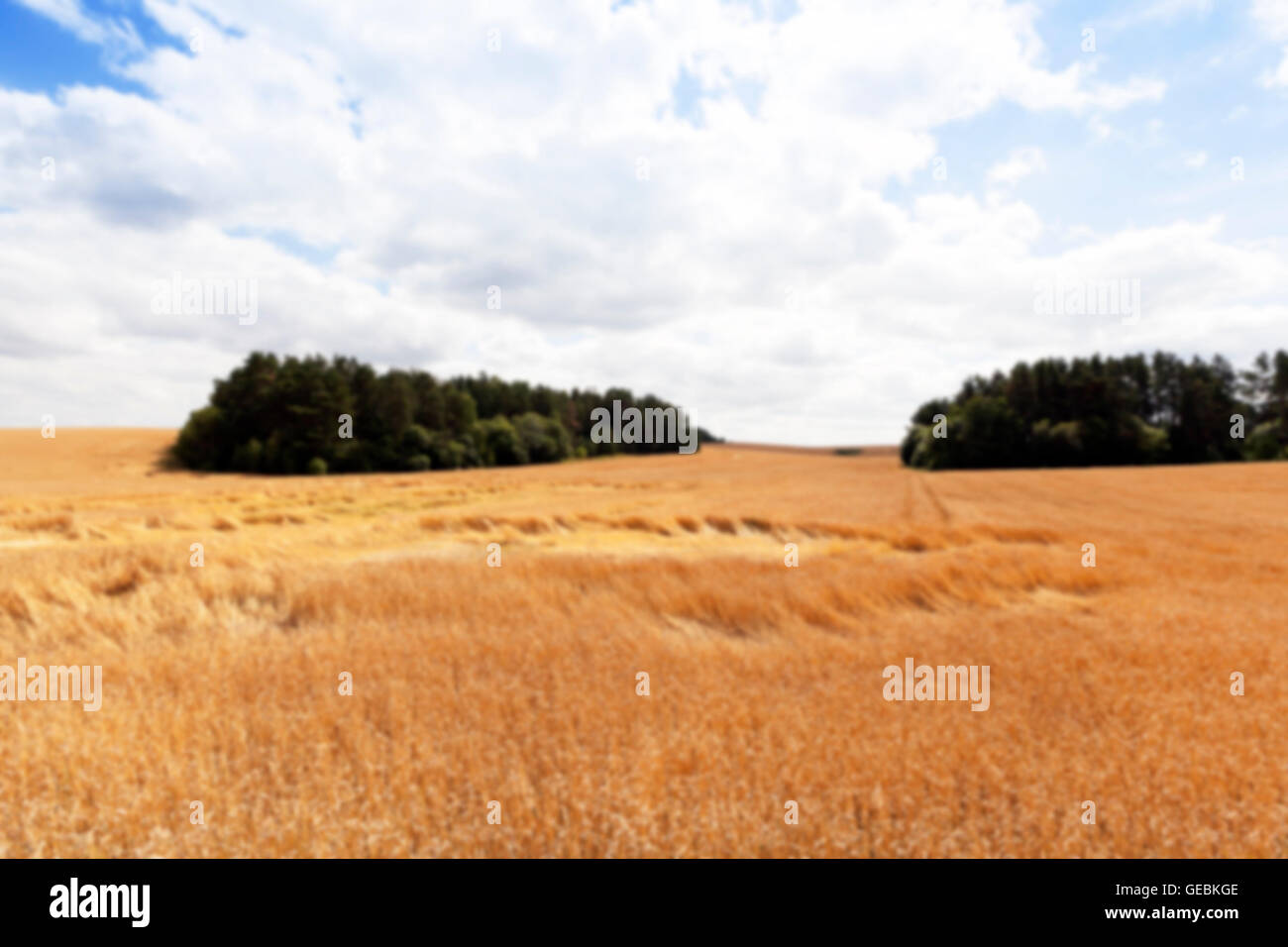 gathering the wheat harvest Stock Photo - Alamy