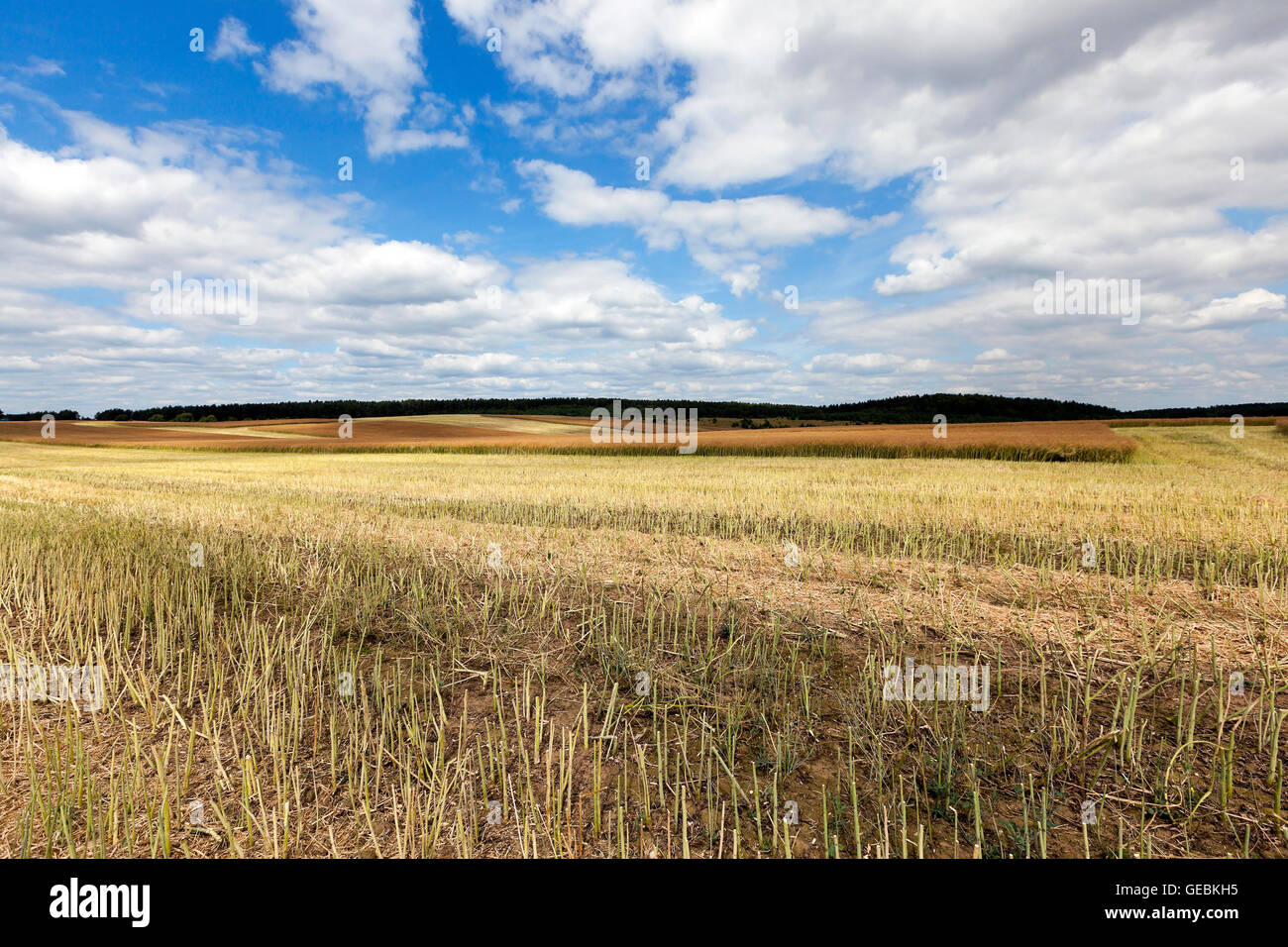 collection rapeseed crop Stock Photo - Alamy