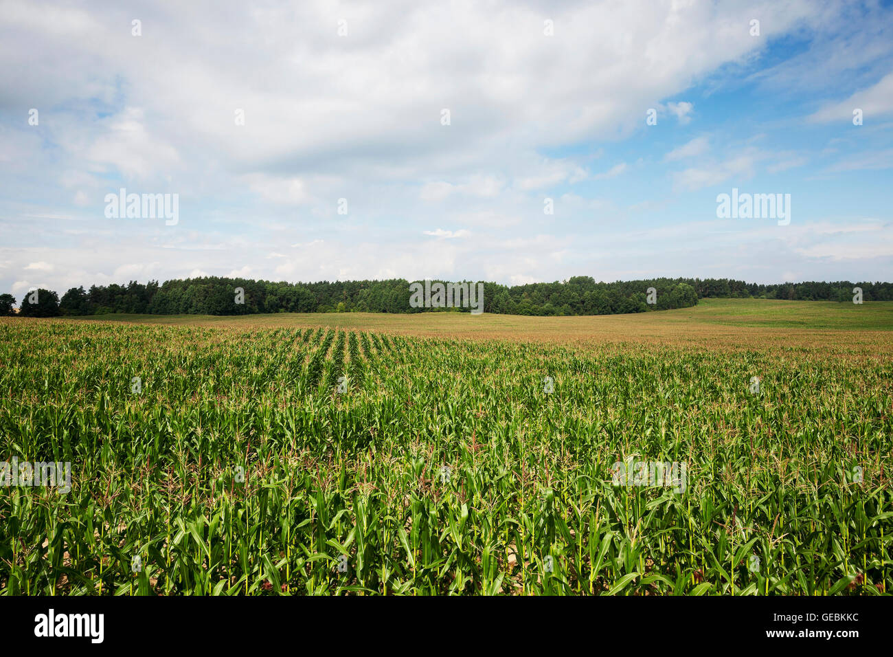 Corn field, summer Stock Photo - Alamy