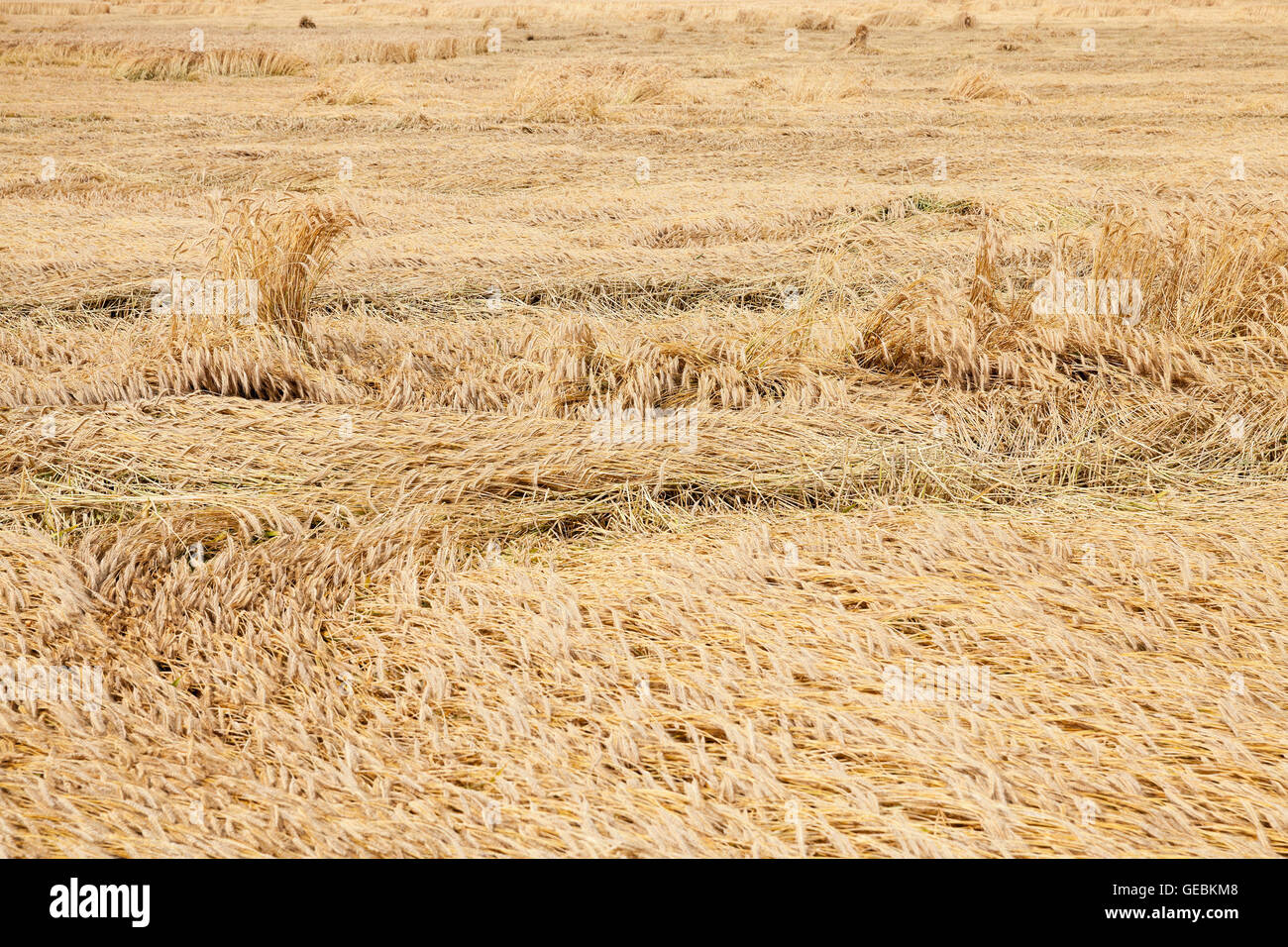farm field cereals Stock Photo - Alamy