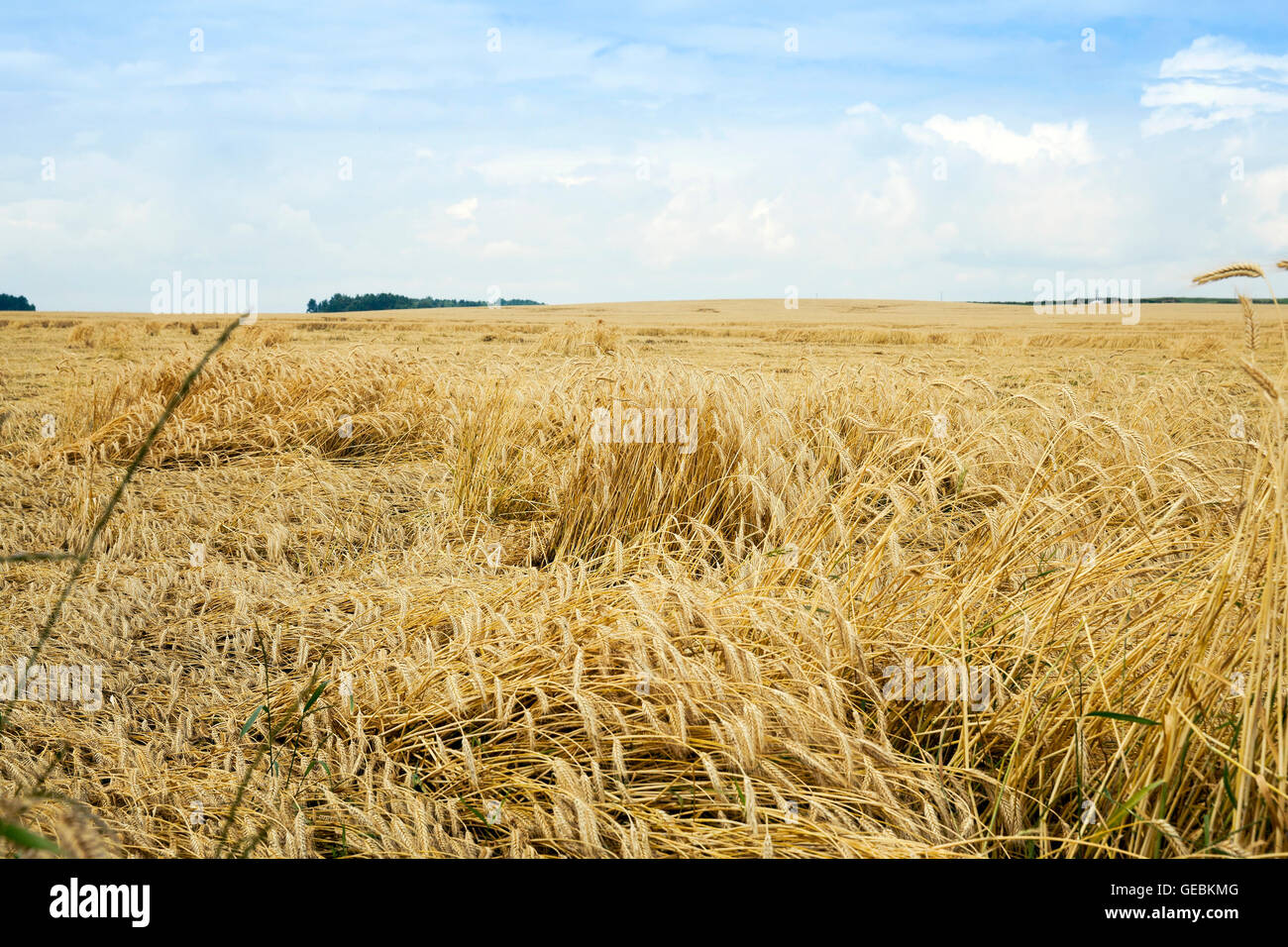 farm field cereals Stock Photo - Alamy