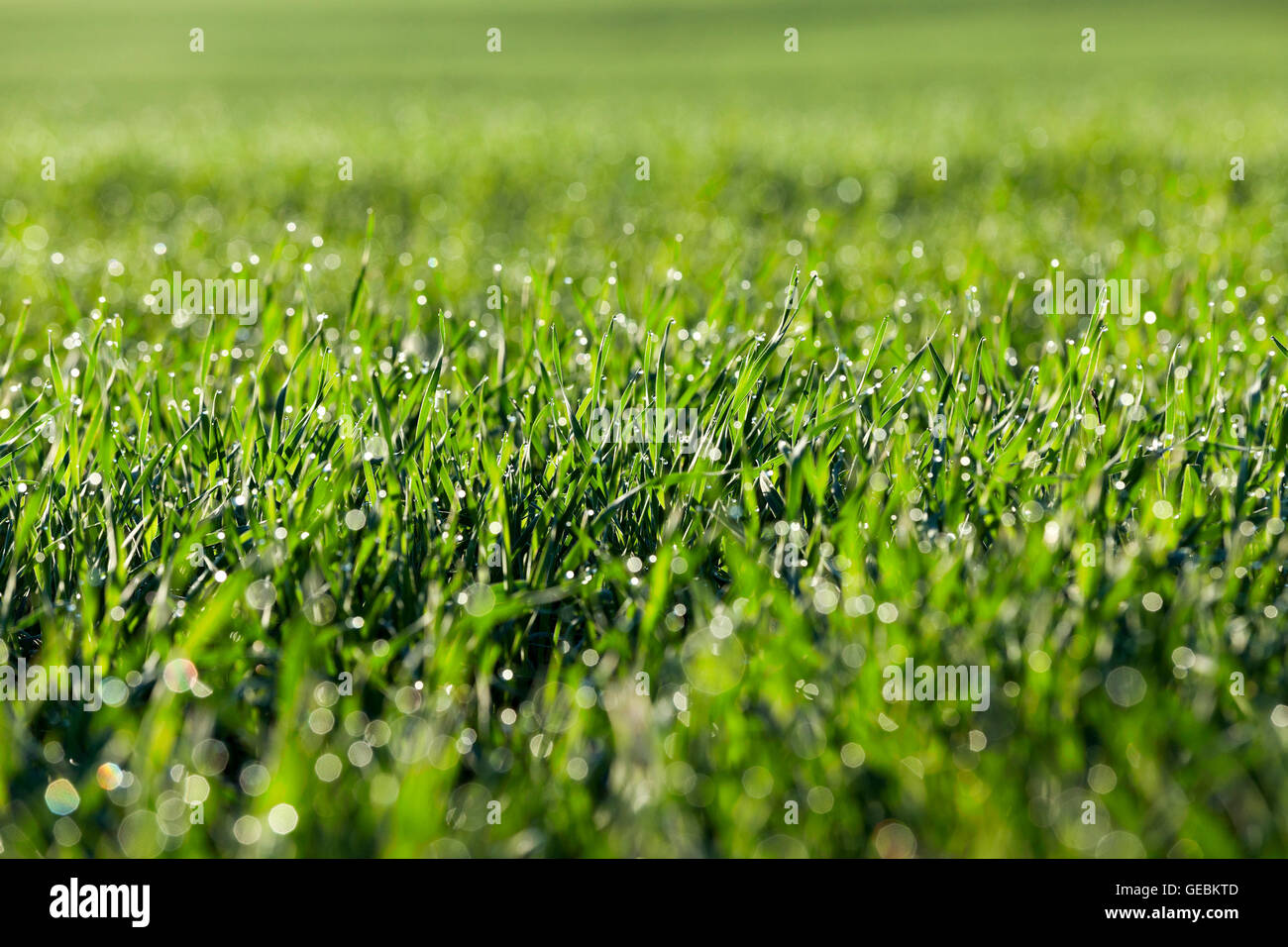 young grass plants, close-up Stock Photo - Alamy