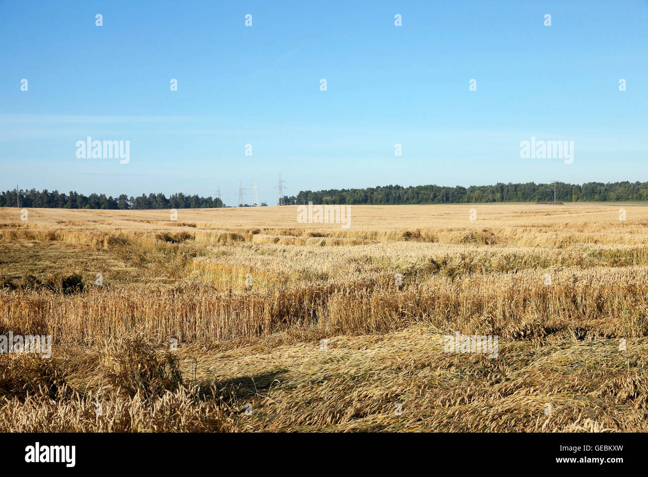 farm field cereals Stock Photo - Alamy