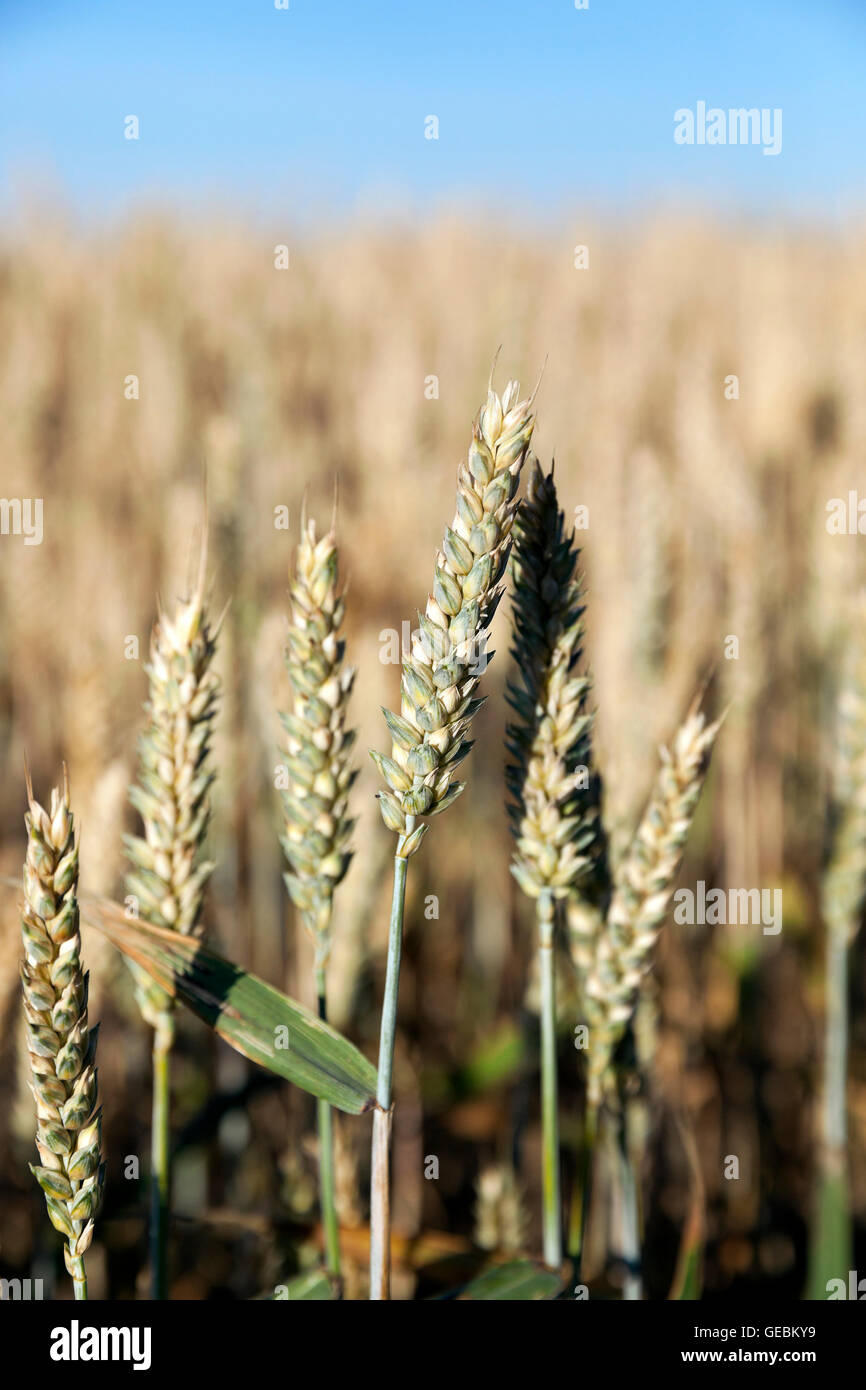 farm field cereals Stock Photo - Alamy
