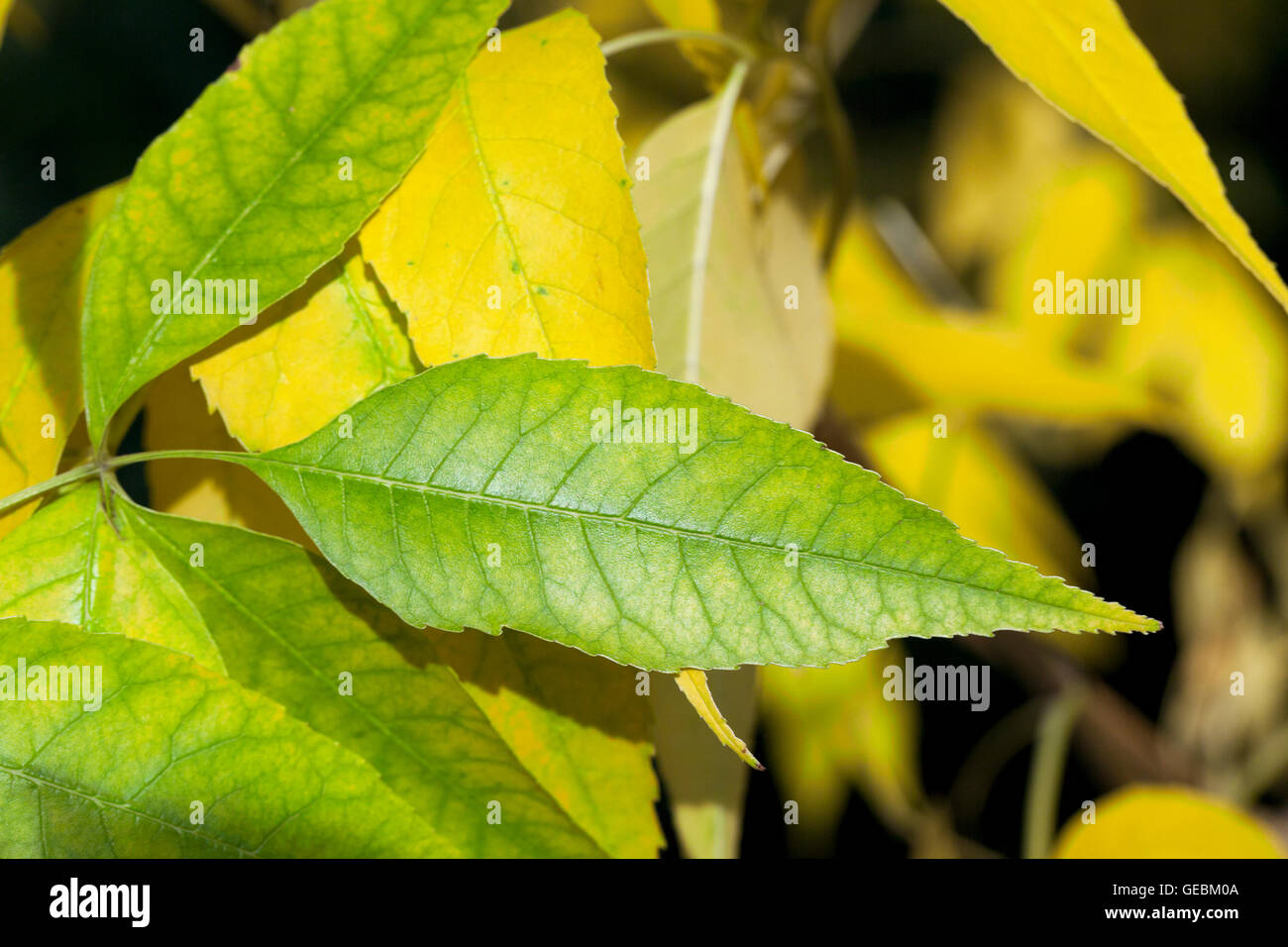 Dead wizened leaves hi-res stock photography and images - Alamy