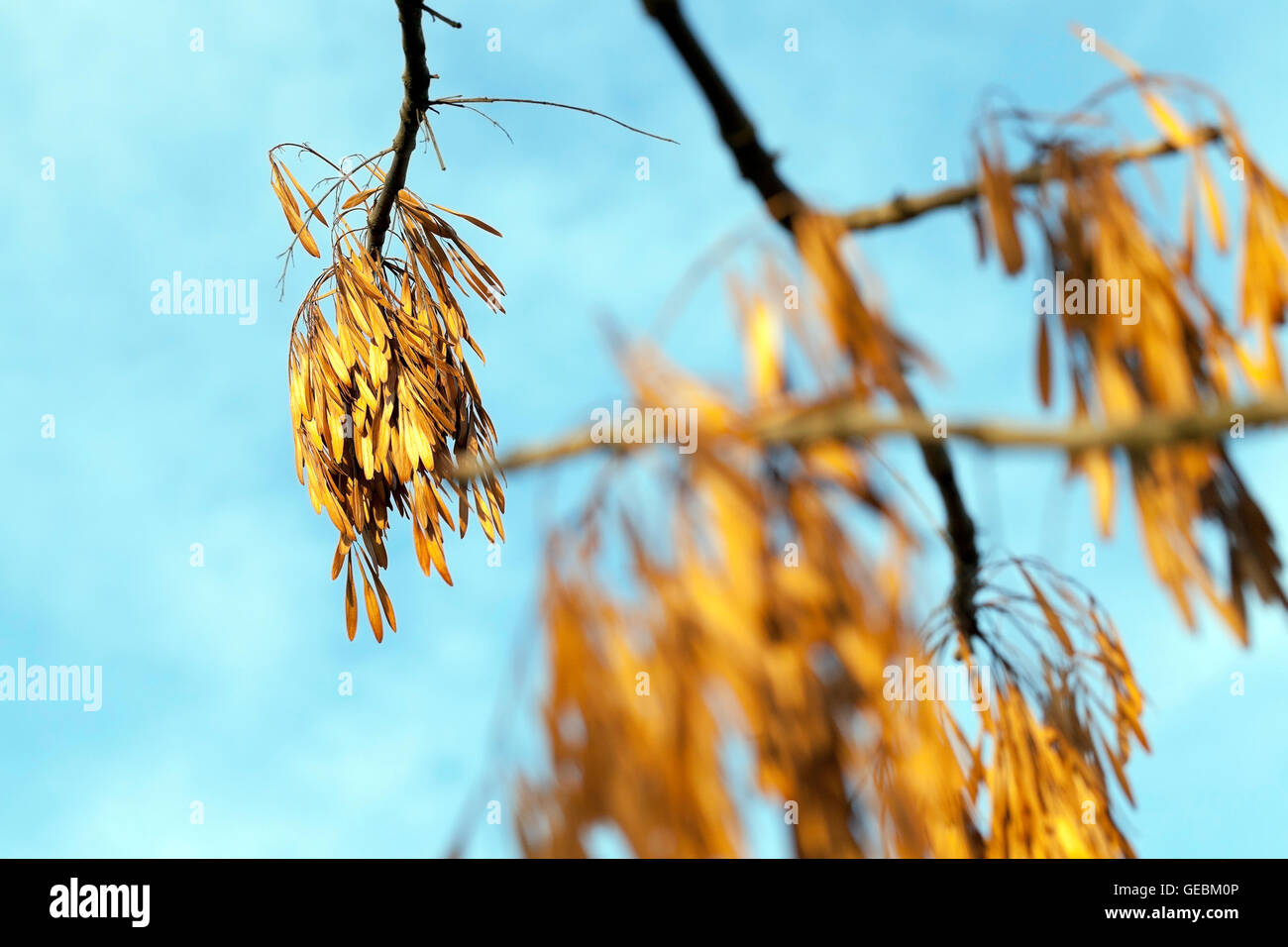 Tree seeds falling hi-res stock photography and images - Alamy