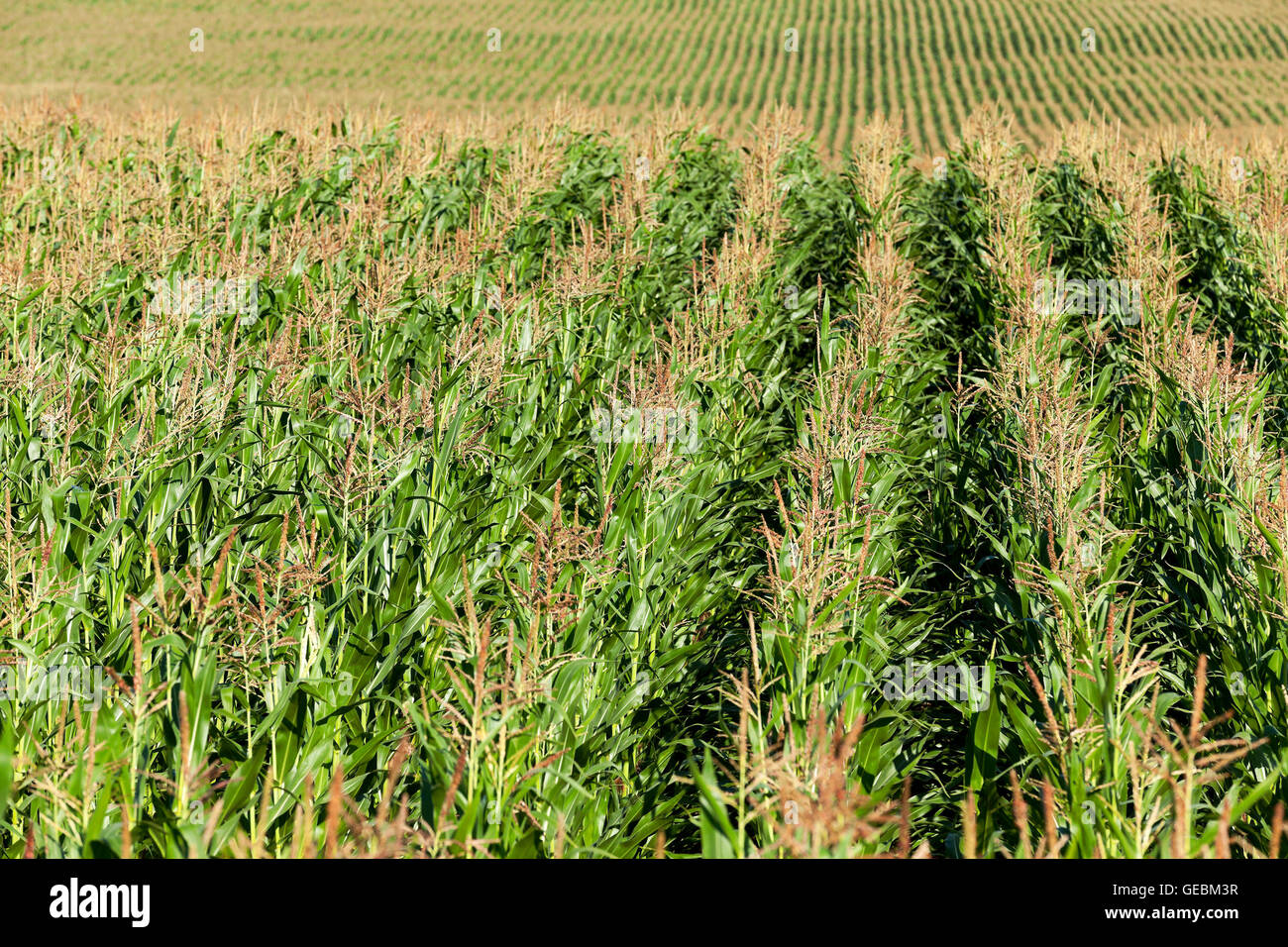 Corn field, summer Stock Photo - Alamy