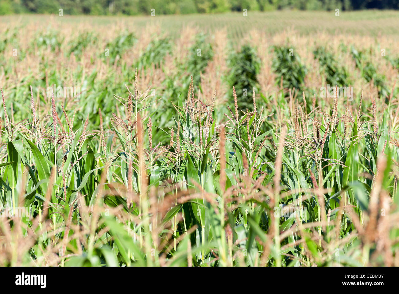 corn field, agriculture Stock Photo - Alamy