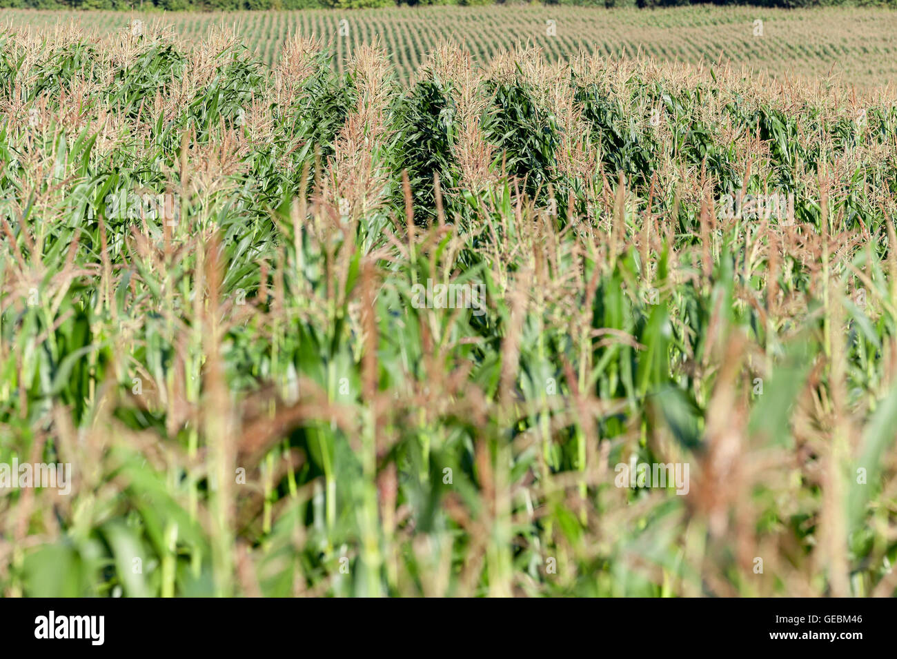 Corn field, summer time Stock Photo - Alamy