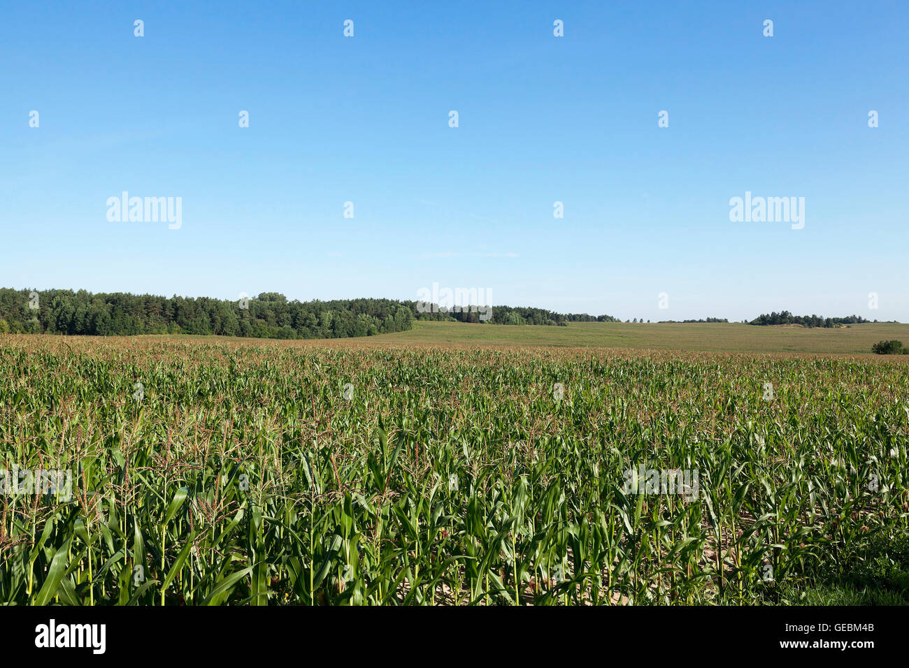 corn field, agriculture Stock Photo - Alamy