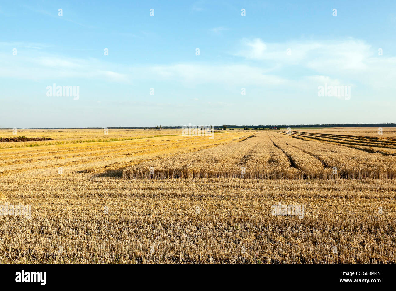 farm field cereals Stock Photo - Alamy