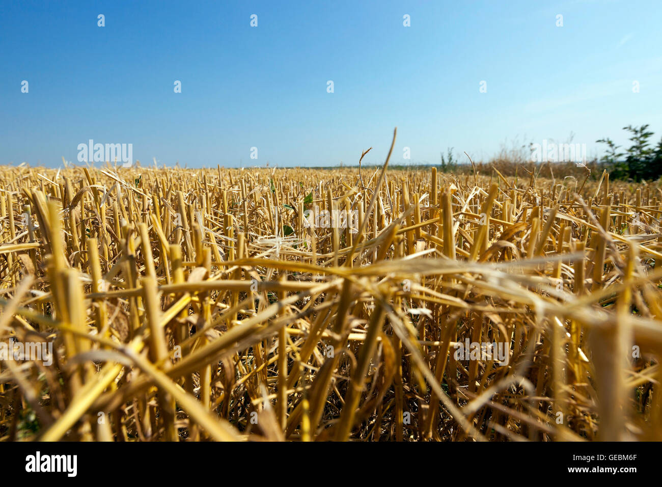 agricultural field with cereal Stock Photo - Alamy