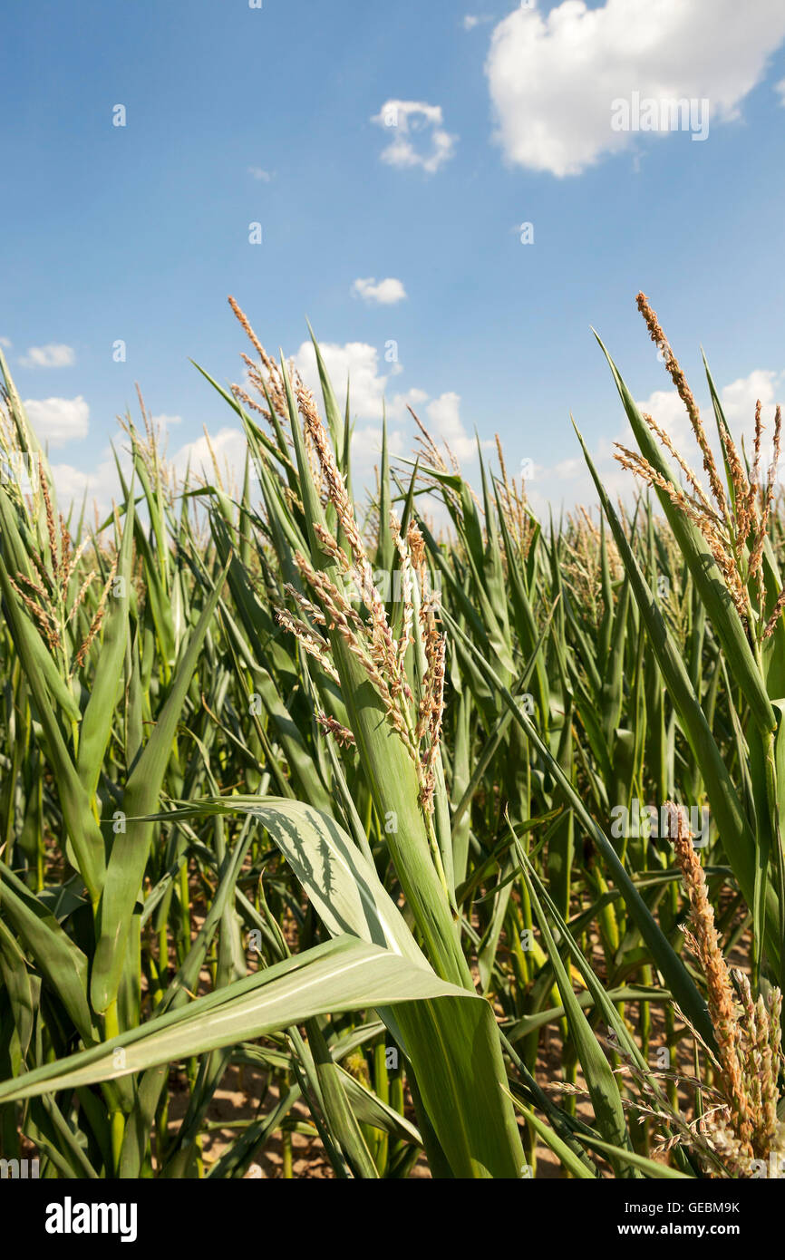 Mais field europe hi-res stock photography and images - Alamy