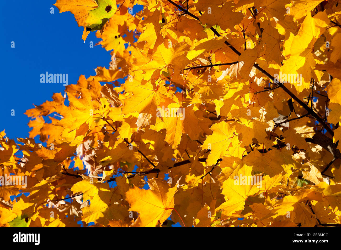 yellowed maple leaves Stock Photo - Alamy