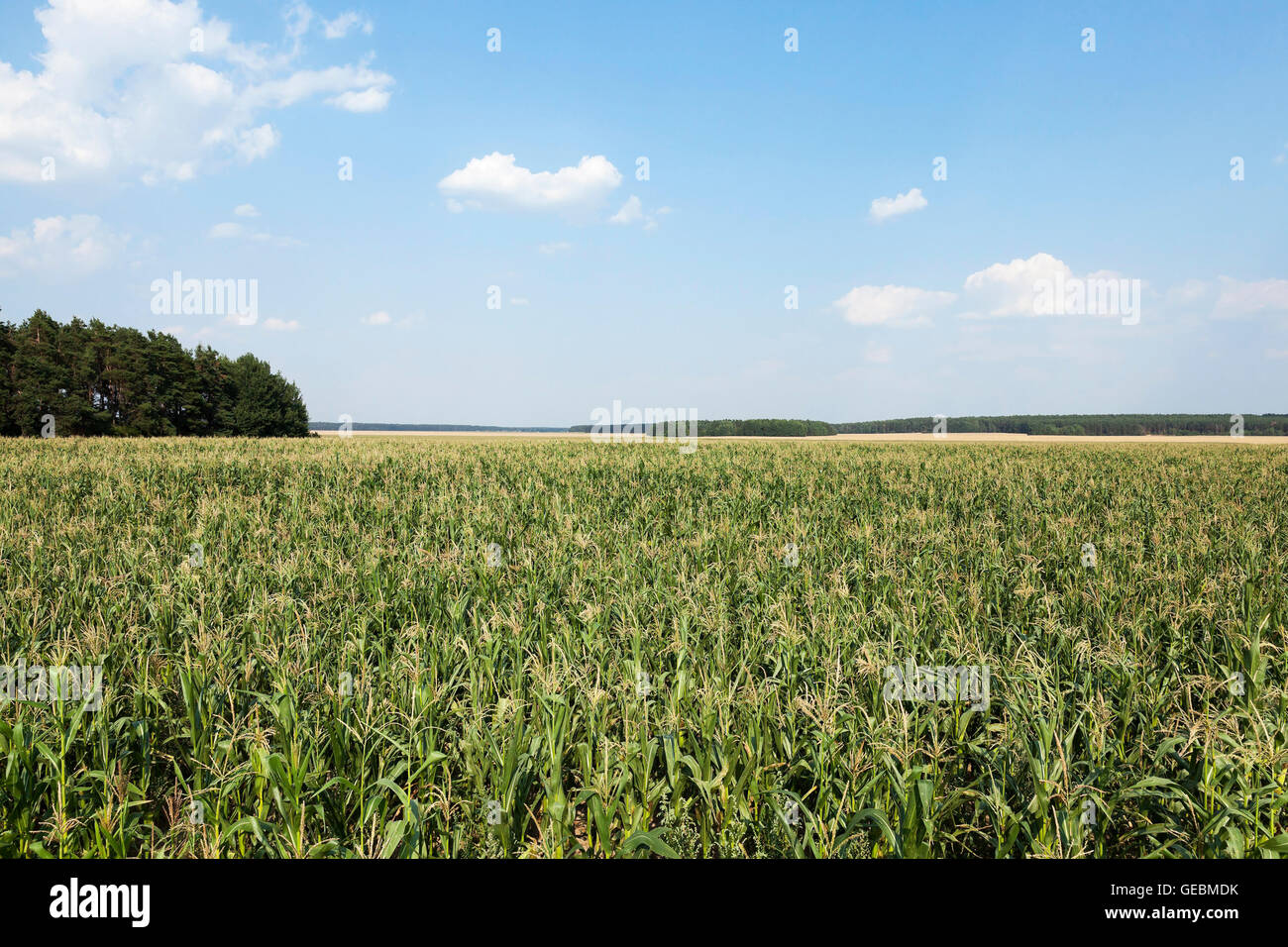 Corn field, summer Stock Photo - Alamy