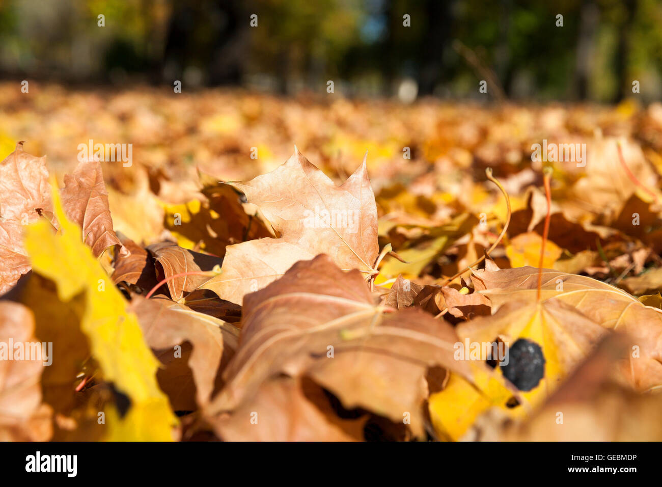 The fallen to the ground Stock Photo - Alamy