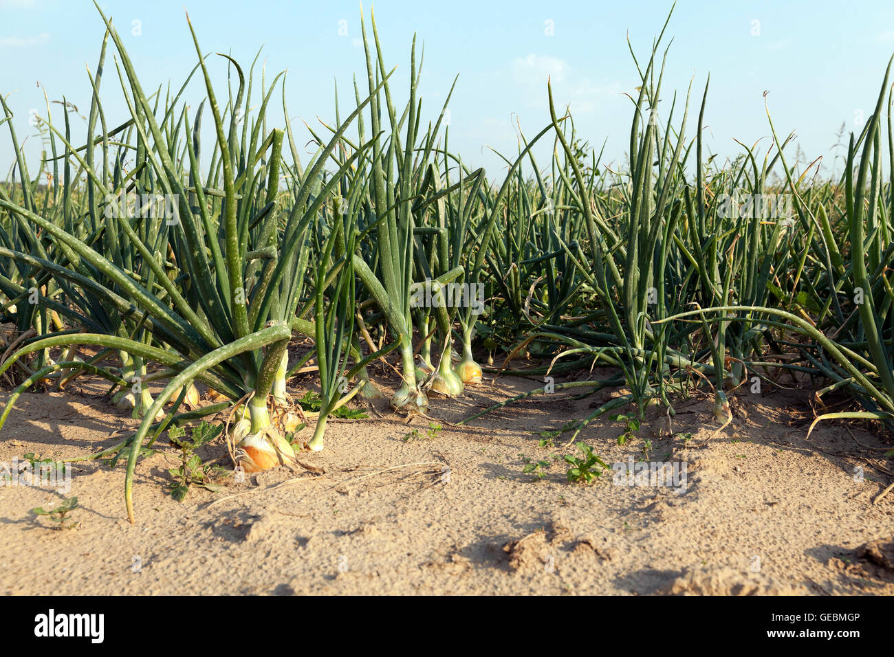 field with green onions Stock Photo - Alamy