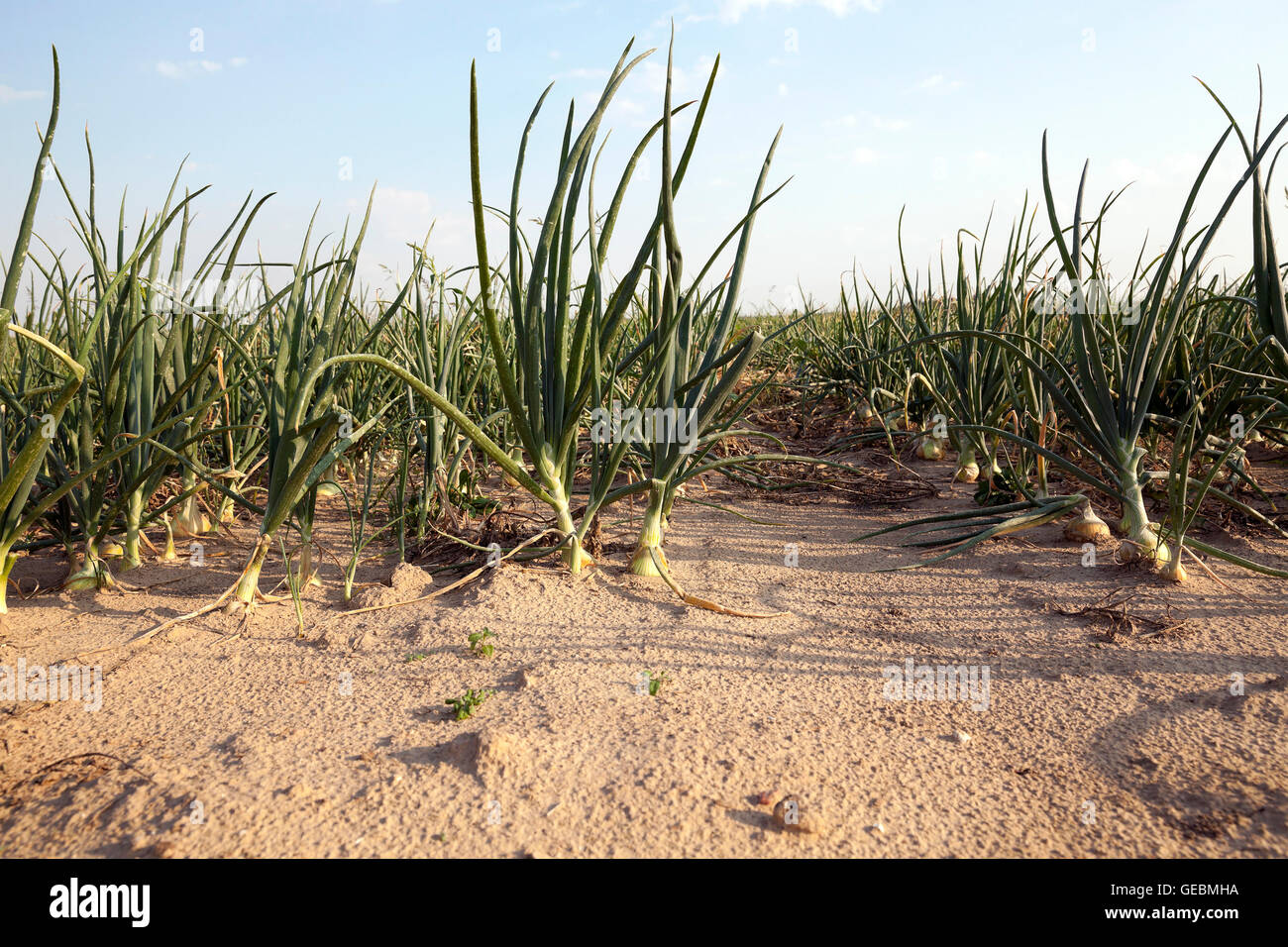 field with green onions Stock Photo - Alamy