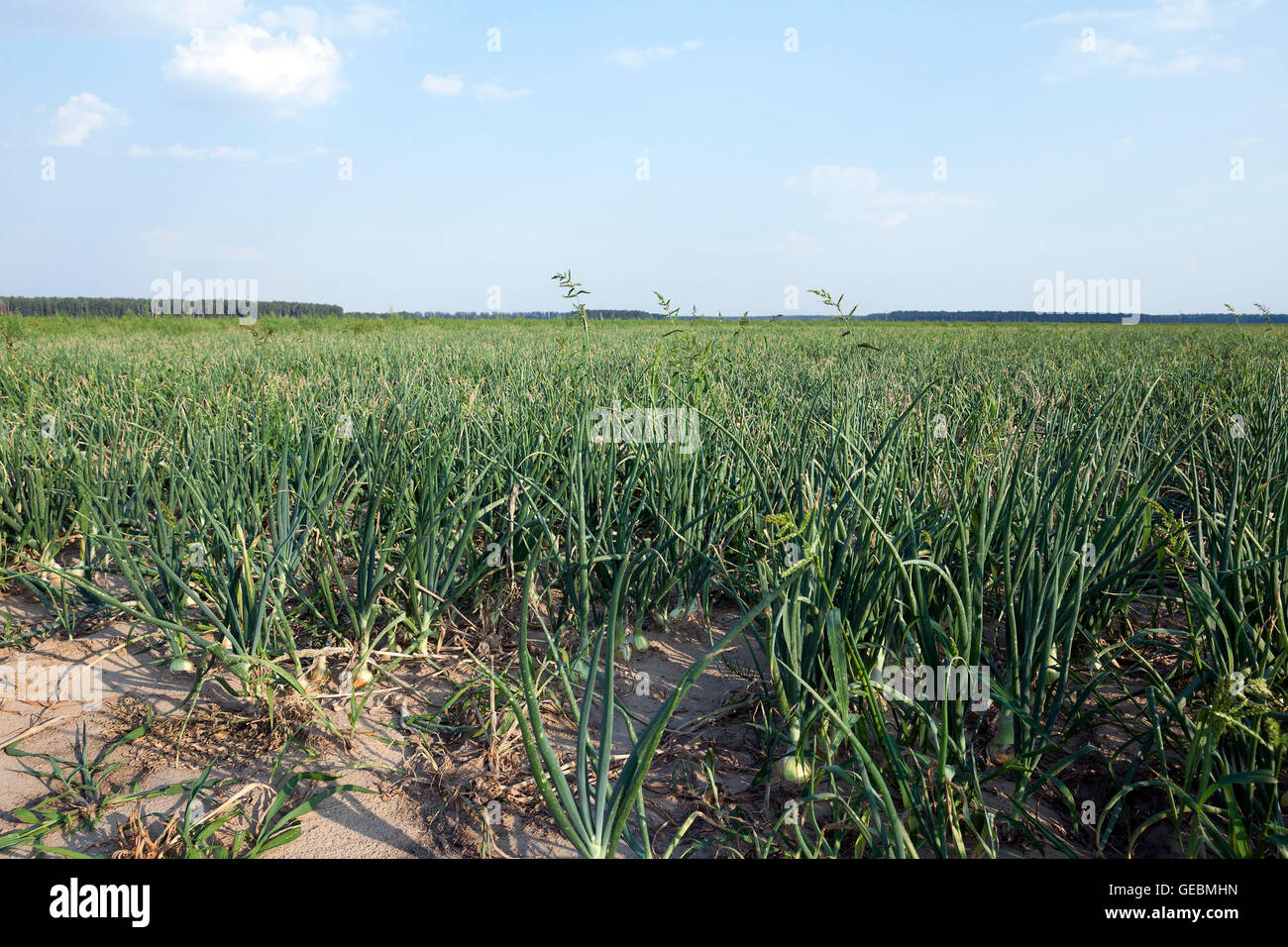 field with green onions Stock Photo - Alamy