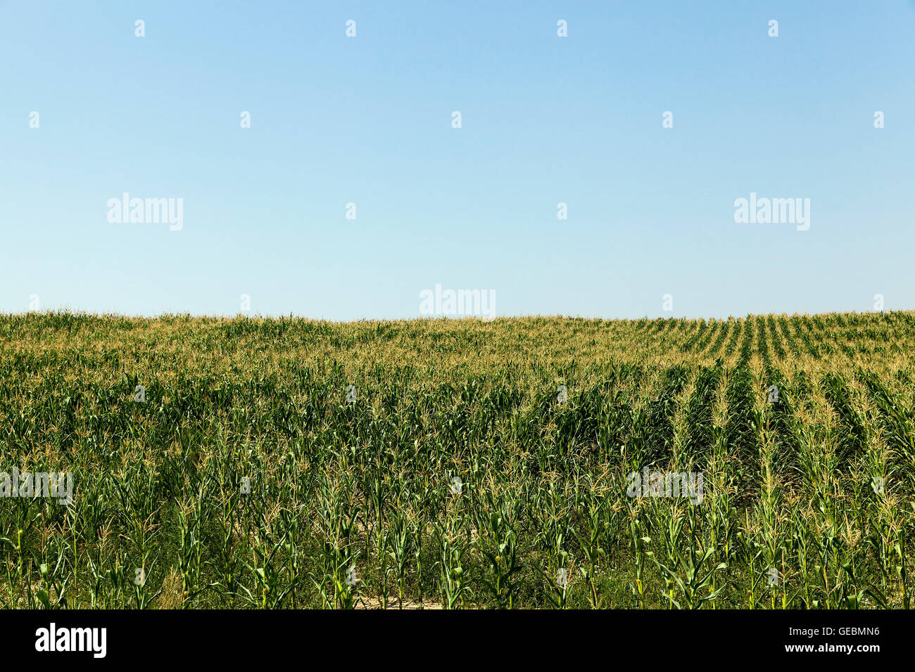 Field of green corn Stock Photo - Alamy