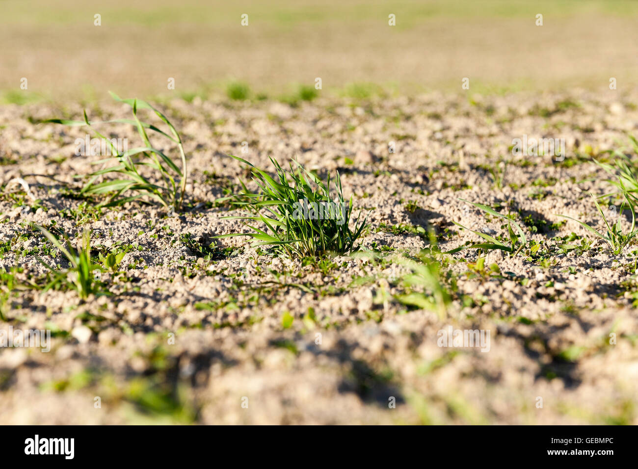 young grass plants, close-up Stock Photo - Alamy