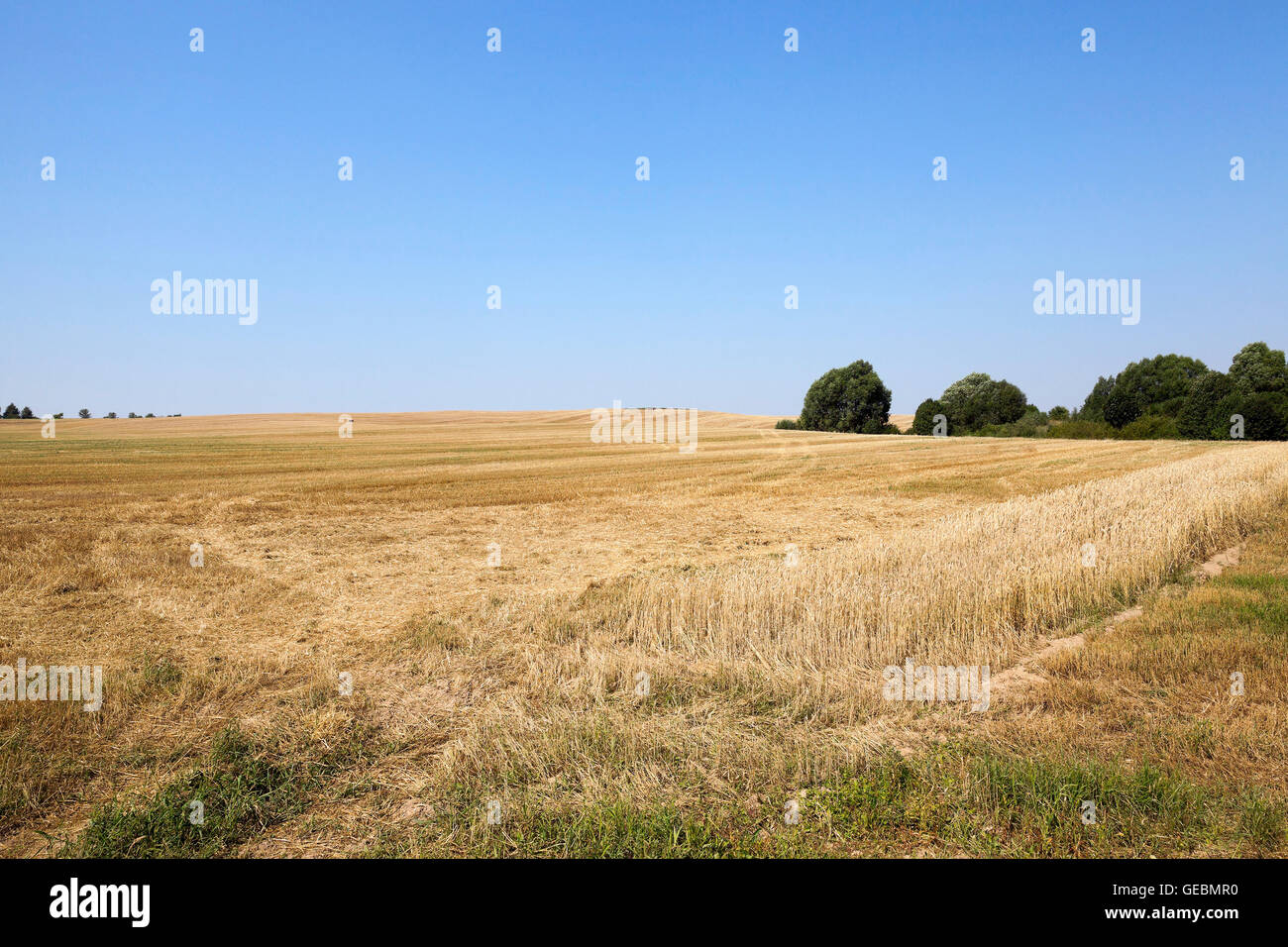 gathering the wheat crop Stock Photo - Alamy