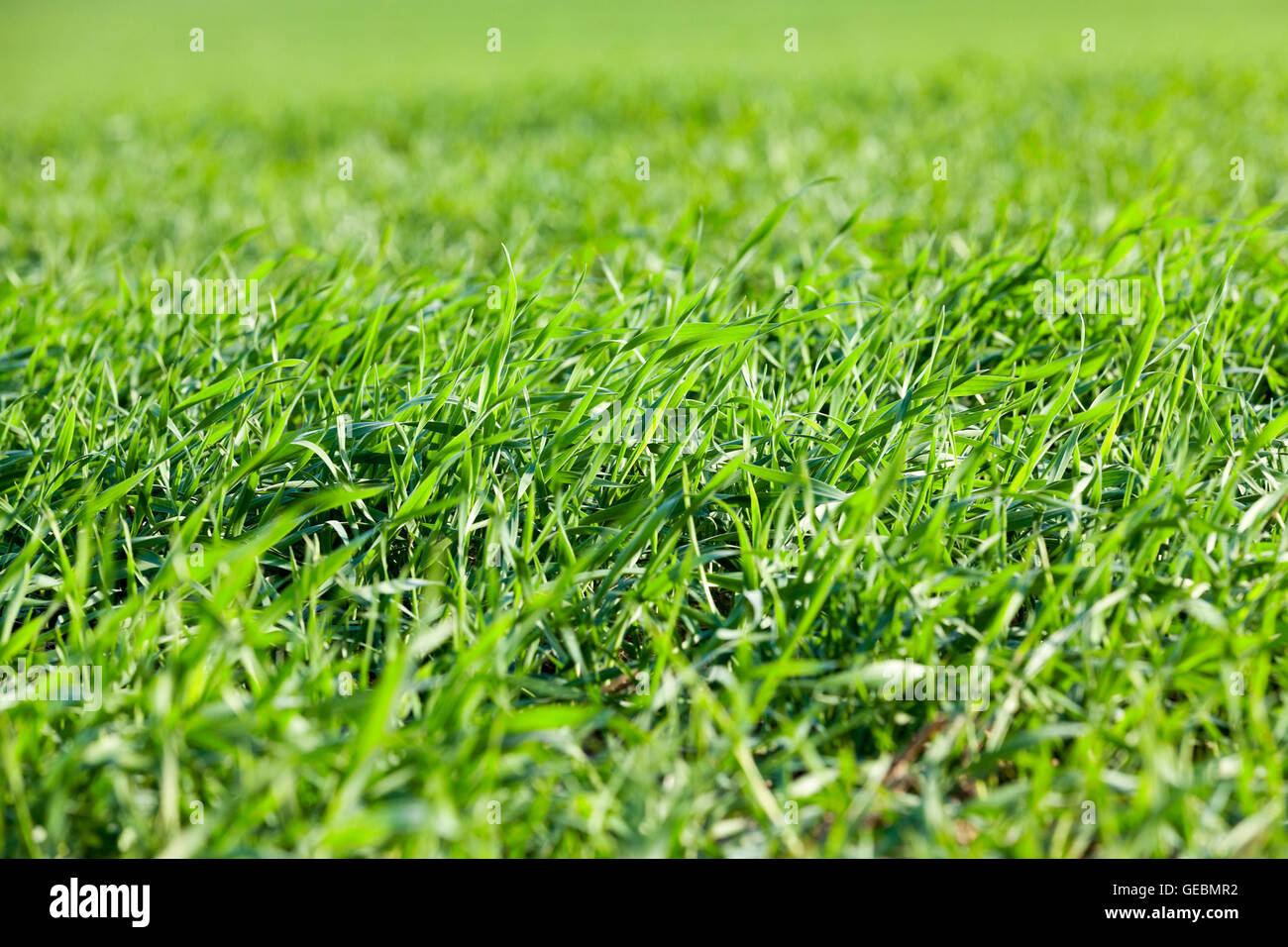 young grass plants, close-up Stock Photo - Alamy