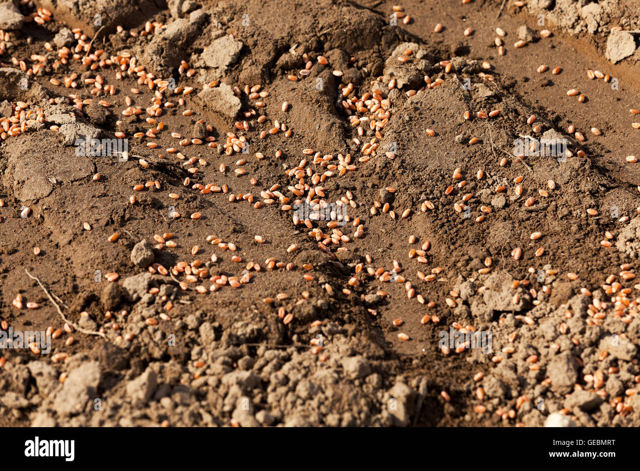 lying on the ground grain Stock Photo - Alamy