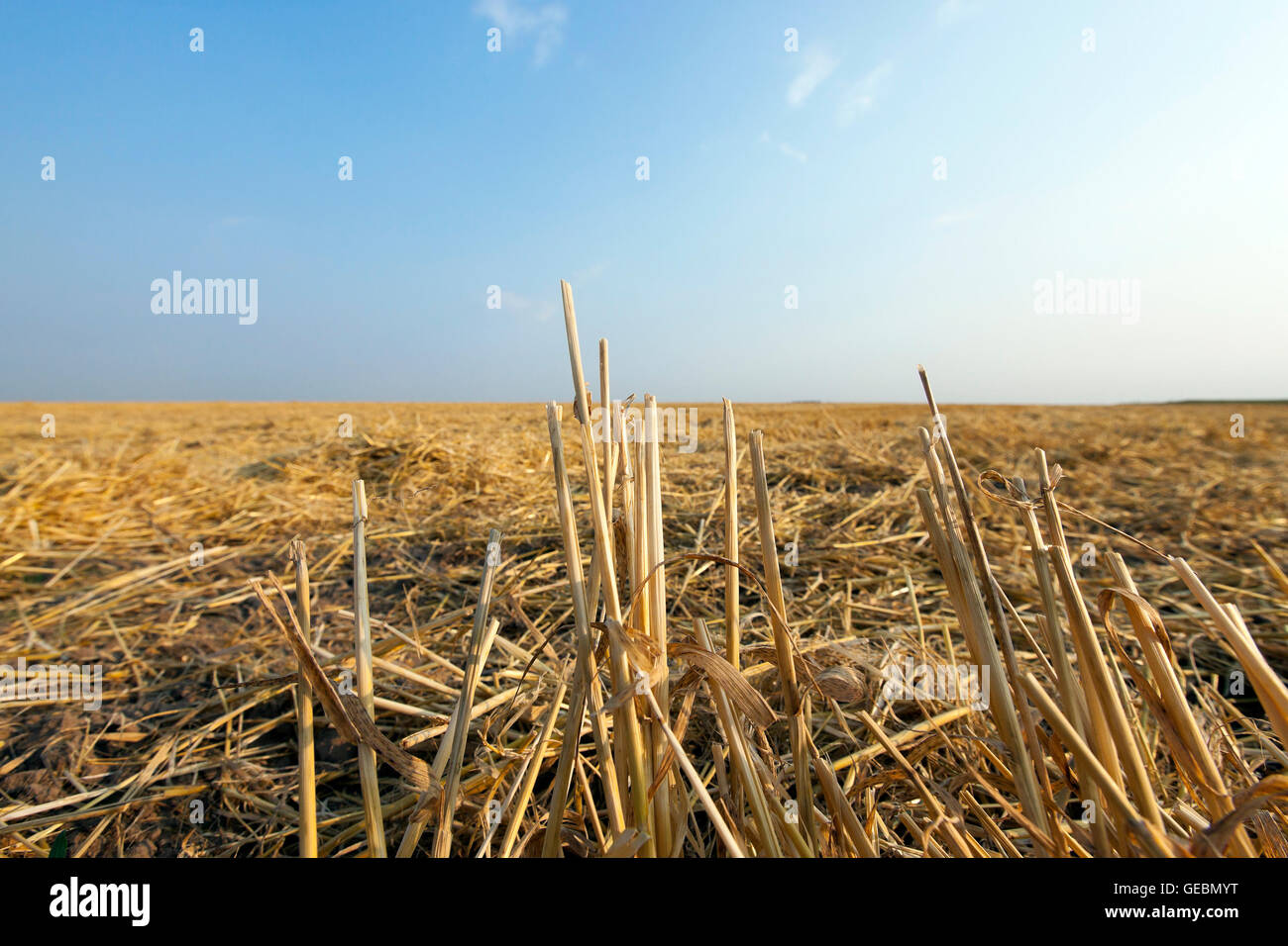 wheat field after harvest Stock Photo - Alamy