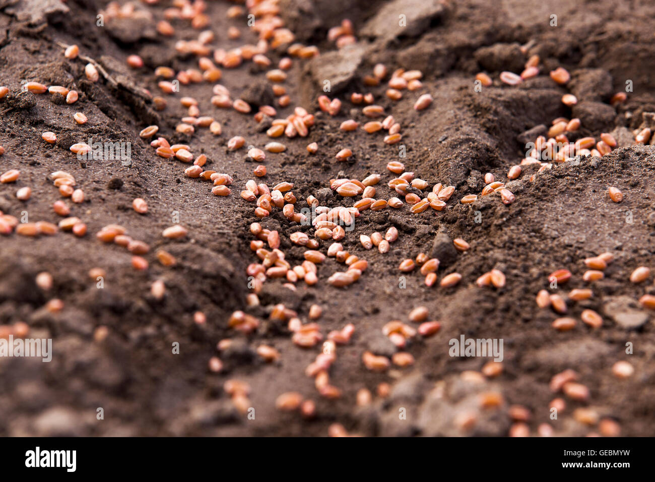 farm field cereals Stock Photo - Alamy