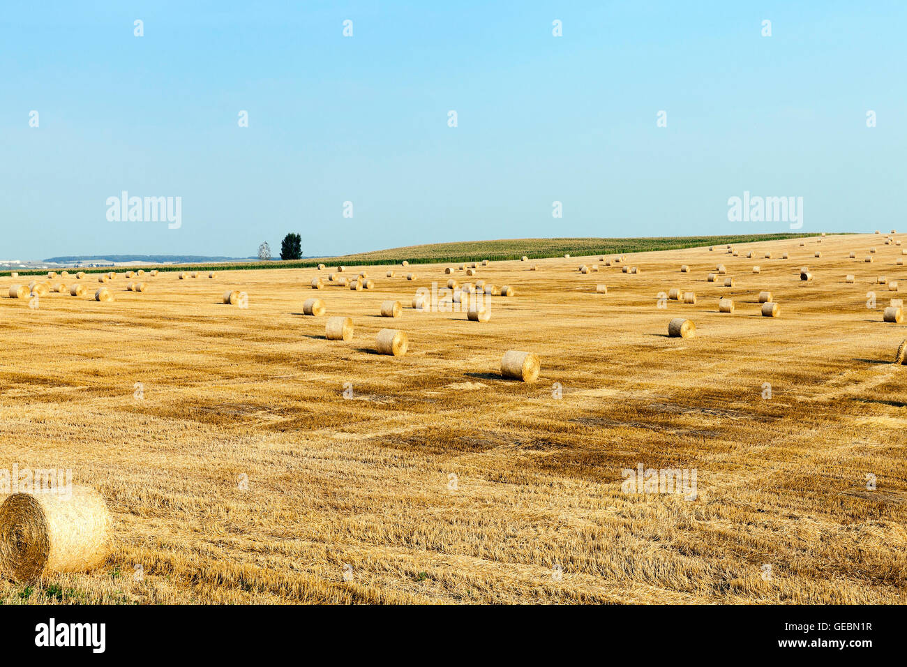wheat field after harvest Stock Photo - Alamy