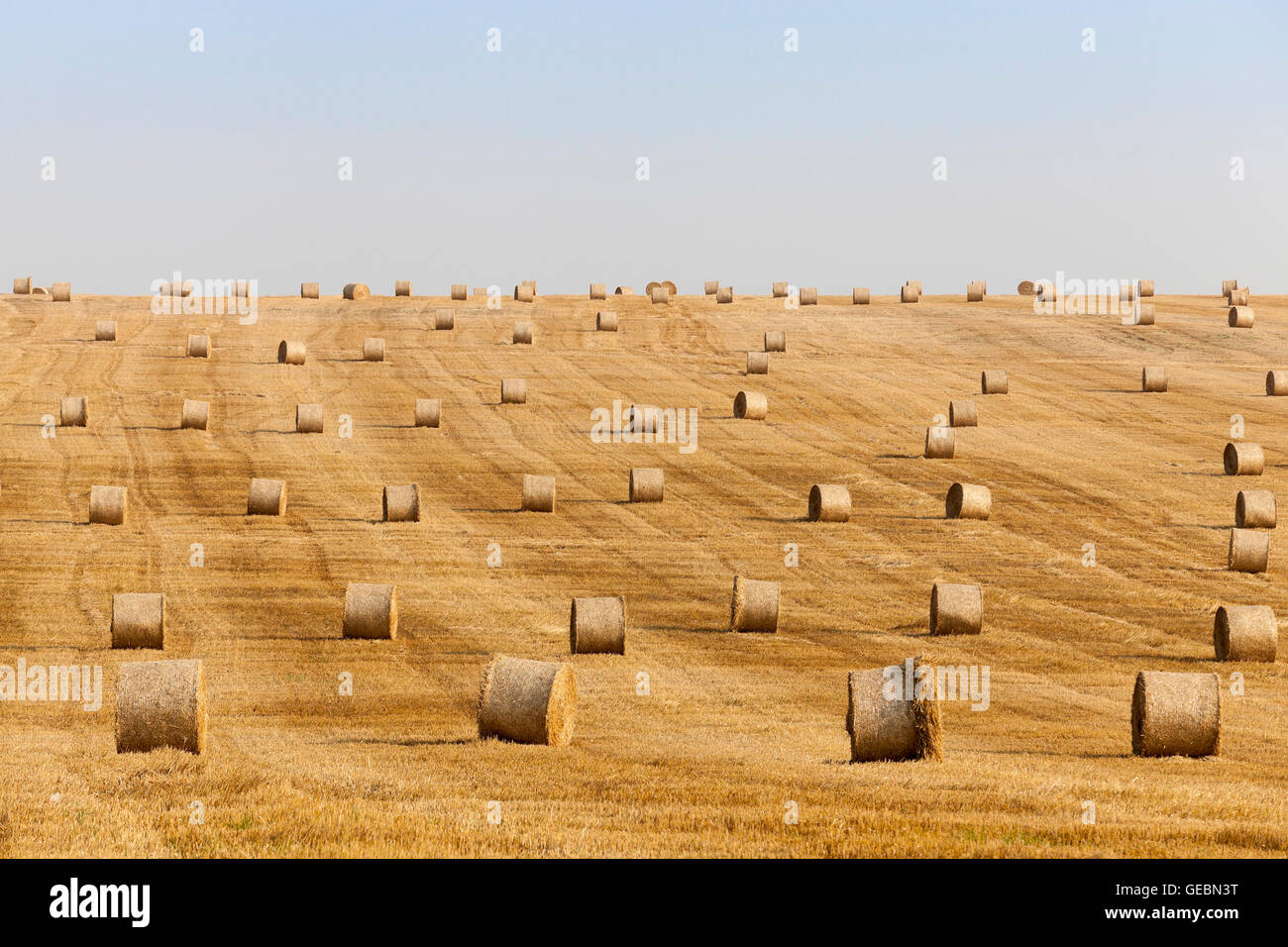 haystacks in a field of straw Stock Photo - Alamy