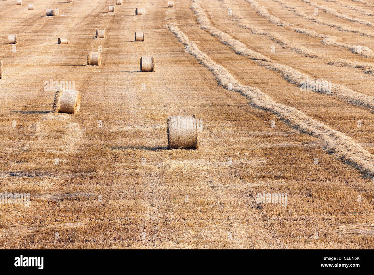 haystacks in a field of straw Stock Photo - Alamy