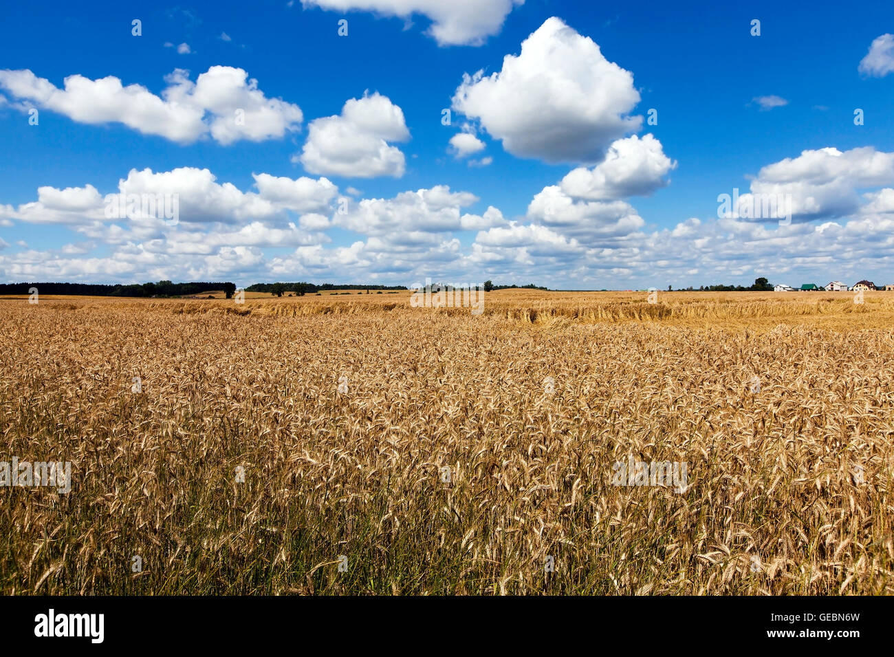 farm field cereals Stock Photo - Alamy