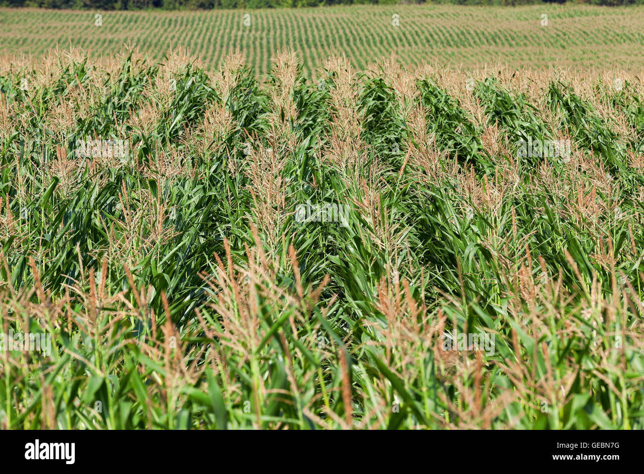 Field with corn Stock Photo - Alamy