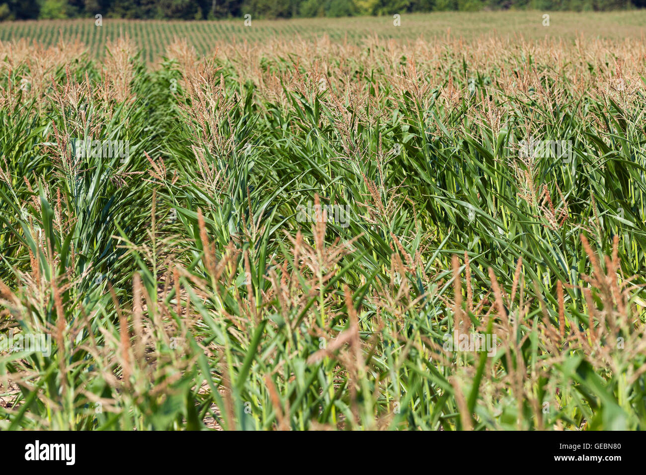 Field with corn Stock Photo - Alamy