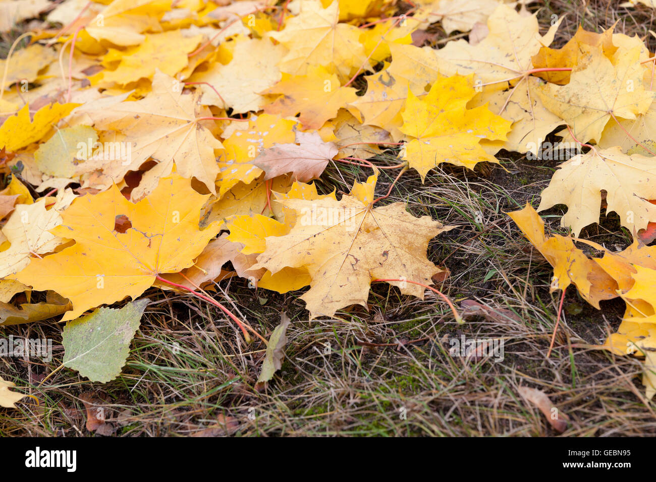 fallen leaves in autumn Stock Photo - Alamy