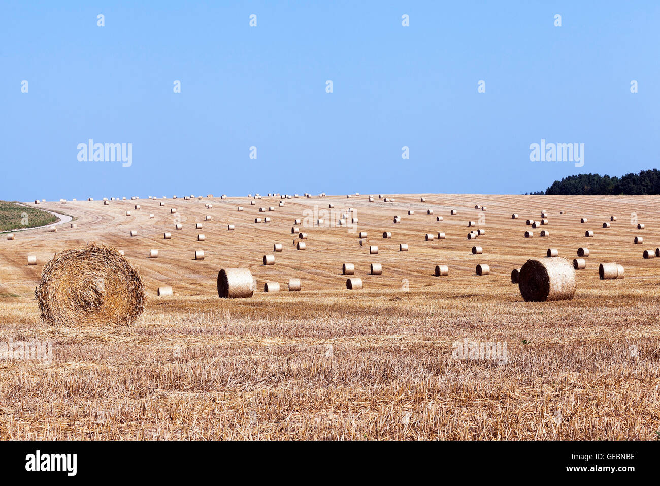 haystacks in a field of straw Stock Photo - Alamy