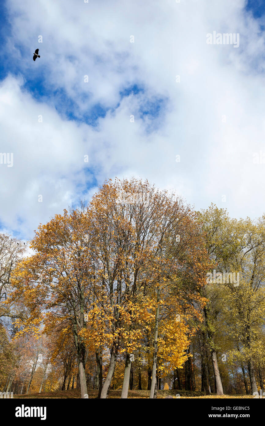 yellowing leaves on the trees Stock Photo - Alamy