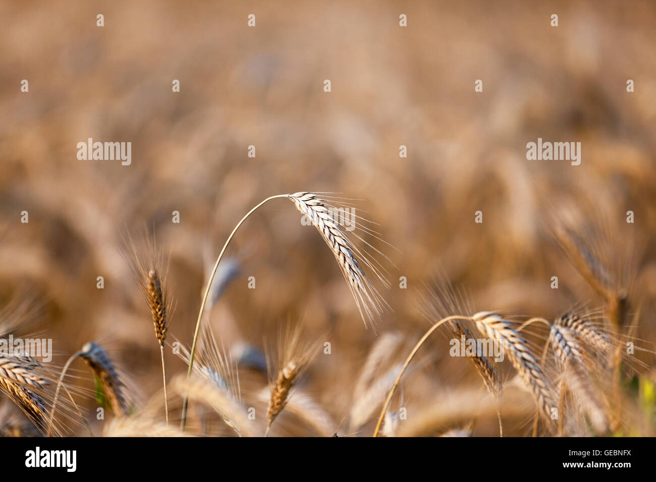 straw in the field Stock Photo - Alamy