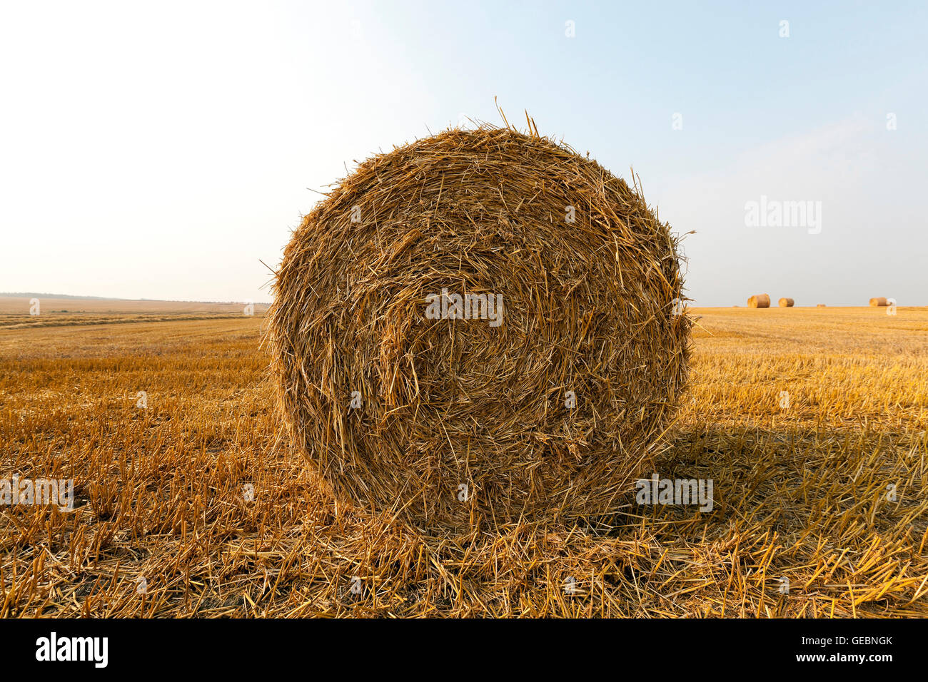 haystacks in a field of straw Stock Photo - Alamy