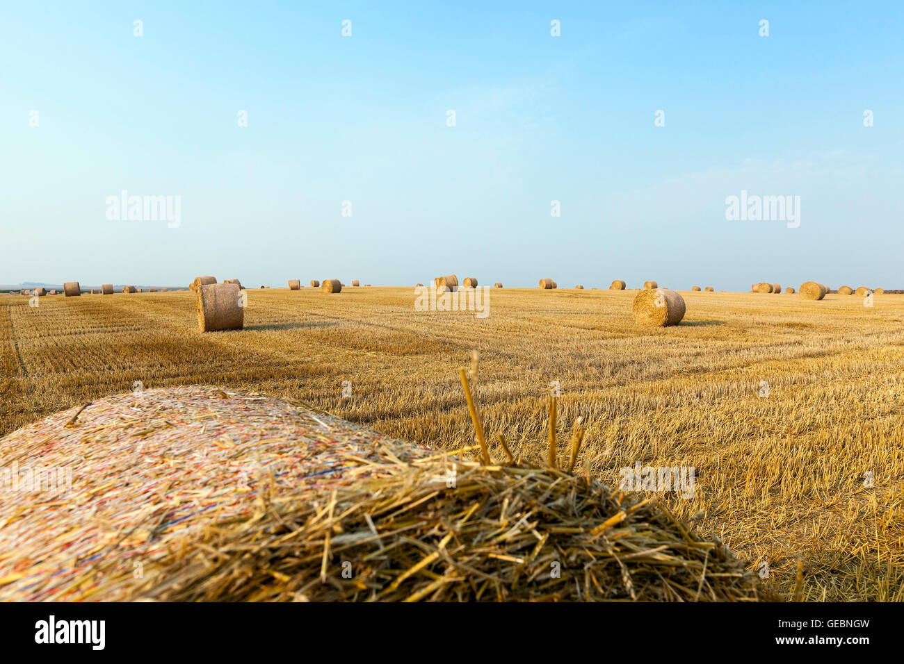 straw in the field Stock Photo - Alamy
