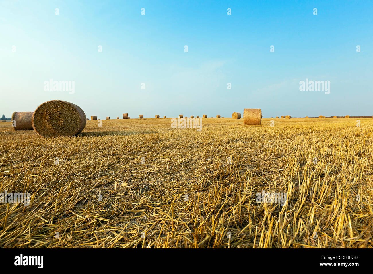 stack of straw in the field Stock Photo - Alamy