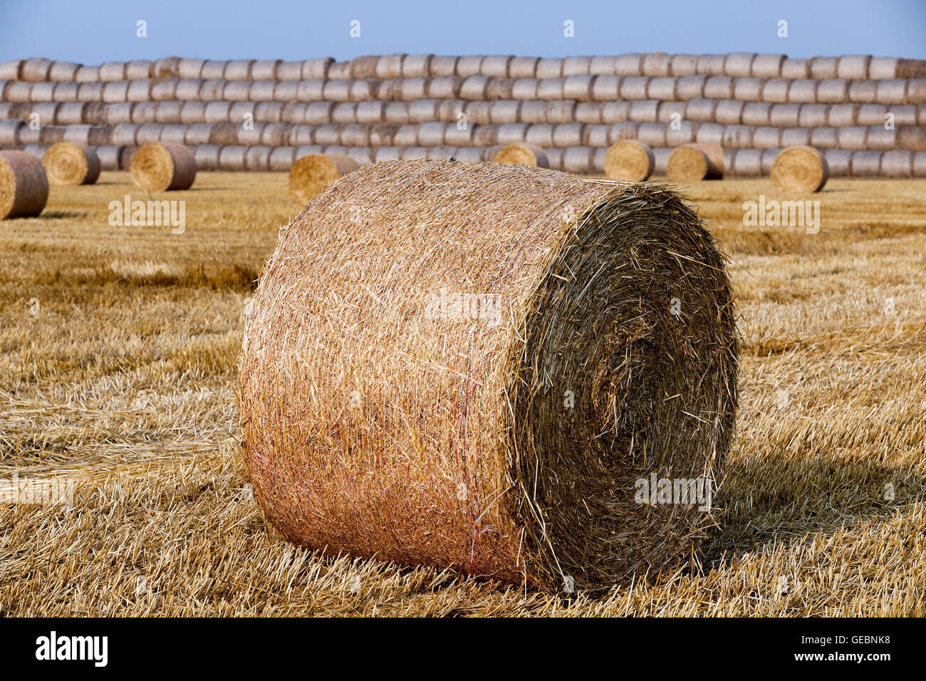 stack of straw in the field Stock Photo - Alamy