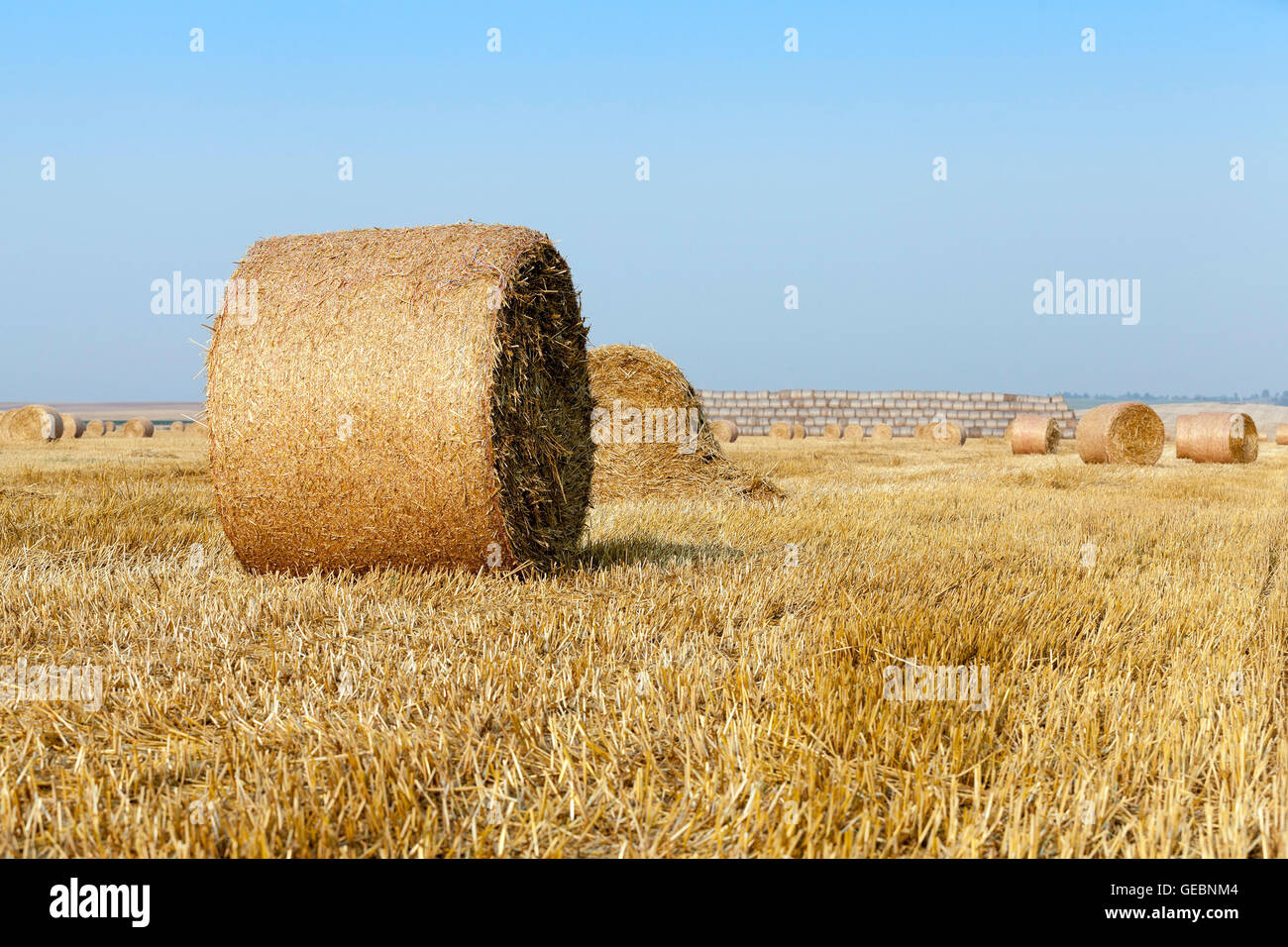 stack of straw in the field Stock Photo - Alamy