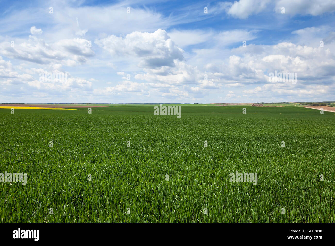 field in spring Stock Photo - Alamy