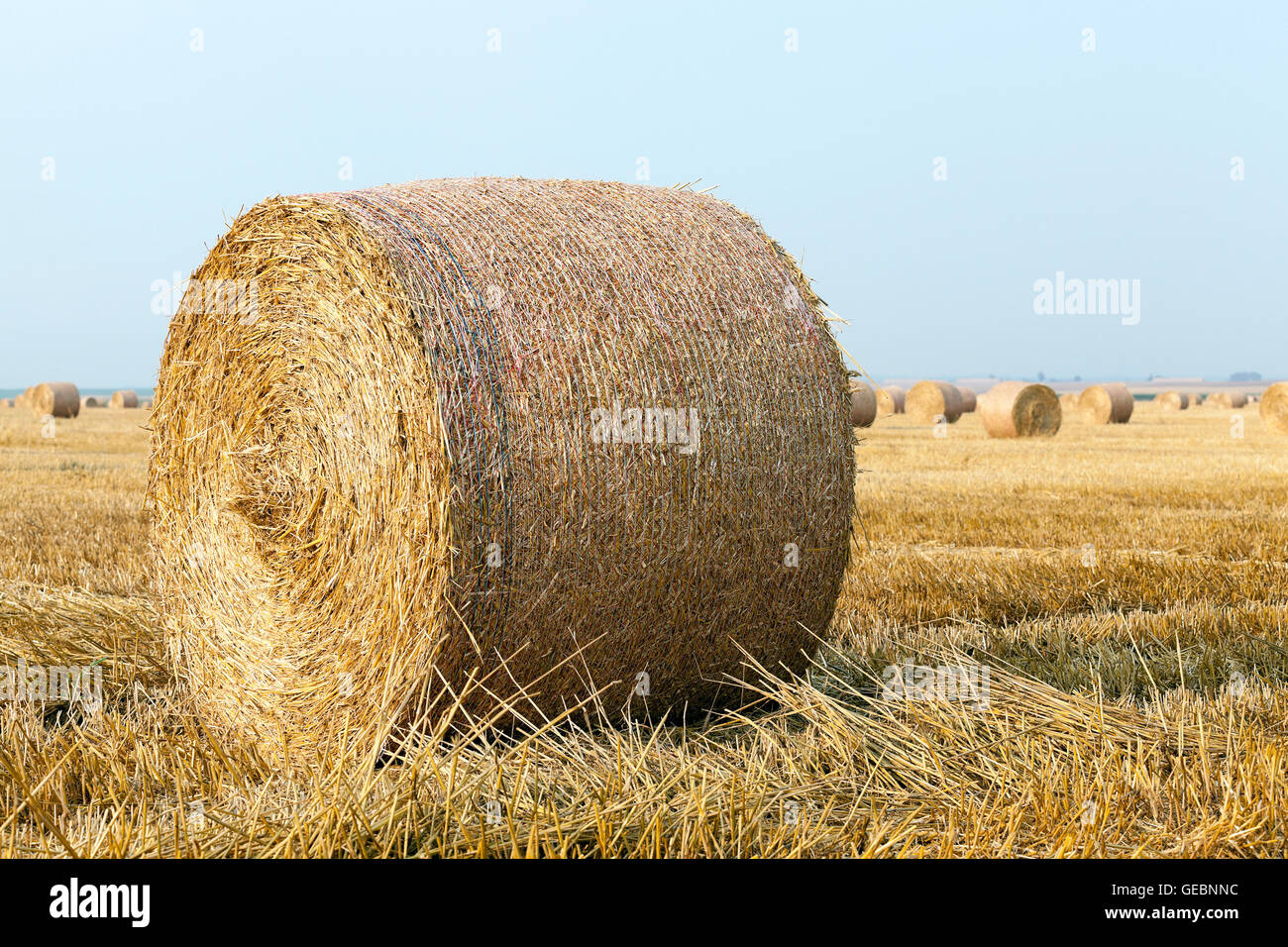 haystacks in a field of straw Stock Photo - Alamy